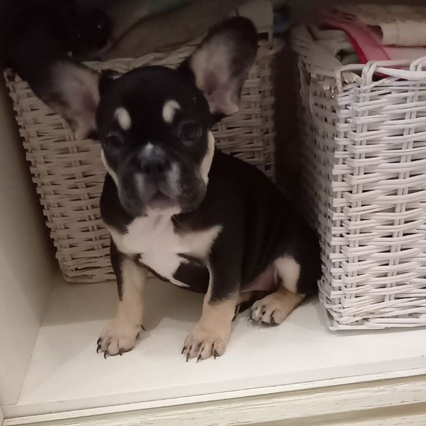 Французский бульдог, щенок