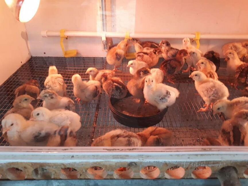 Цыплята мясо яичной породы