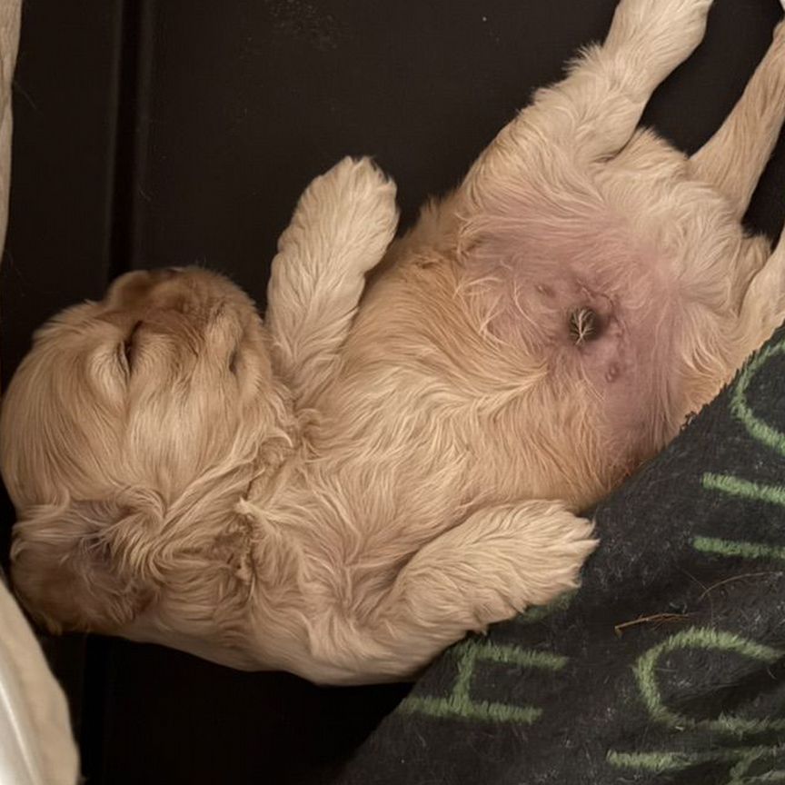 Американский кокер-спаниель, щенок