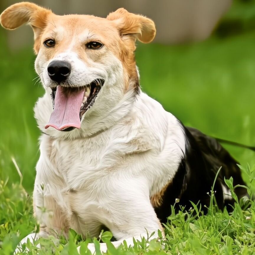 Взрослая собака в добрые руки