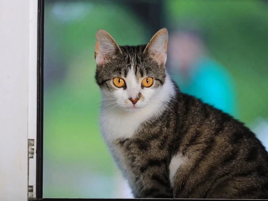 Луша ищет дом