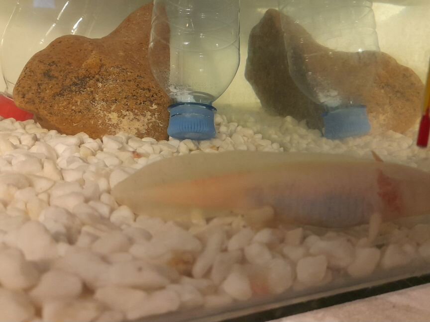 Аксолотль с аквариумом