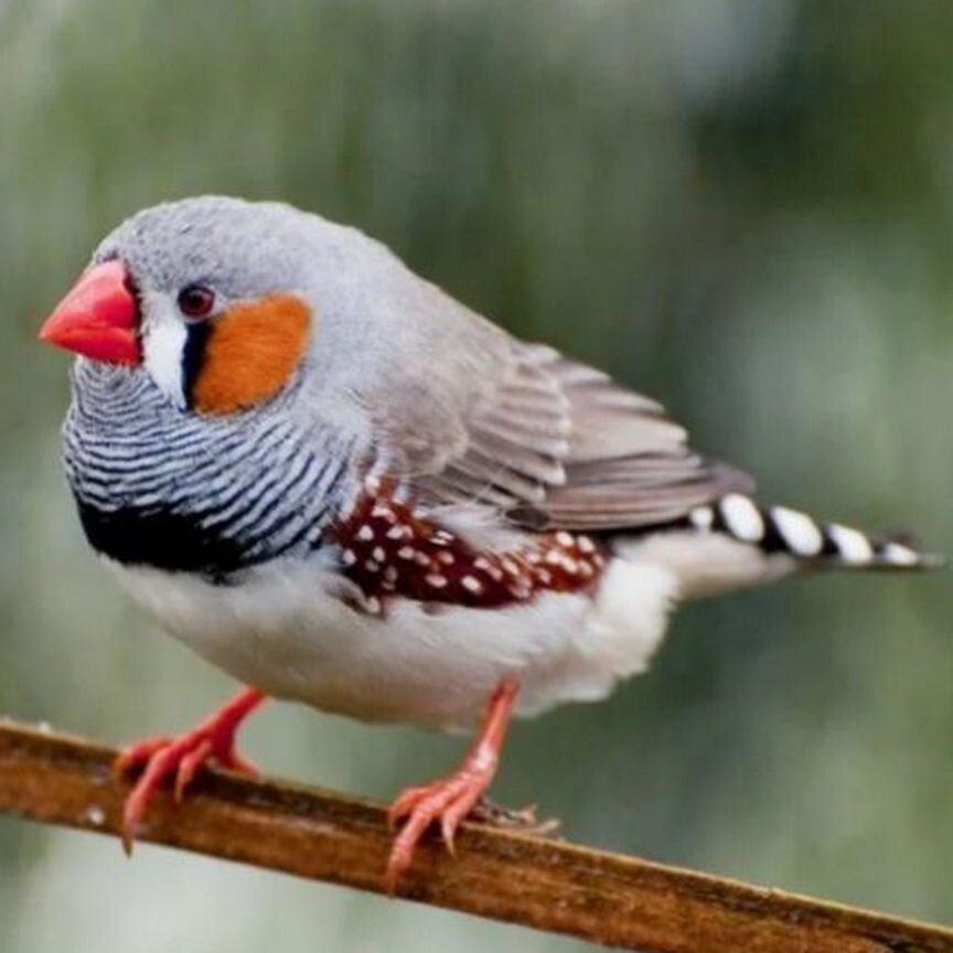 Зебровая амадина