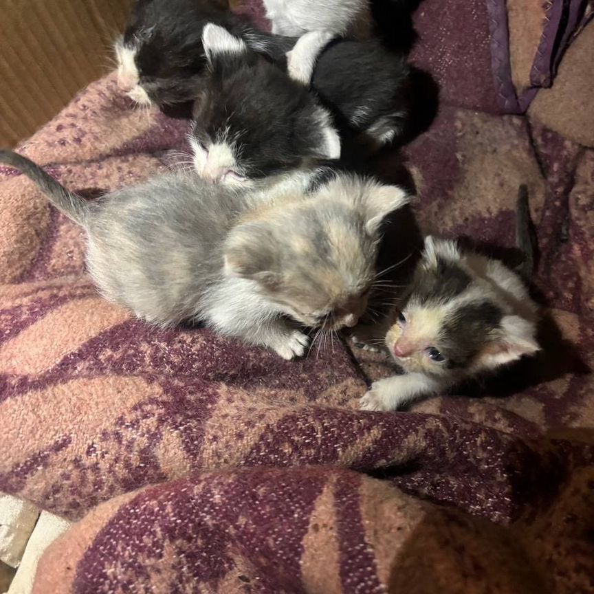 Котёнок в добрые руки