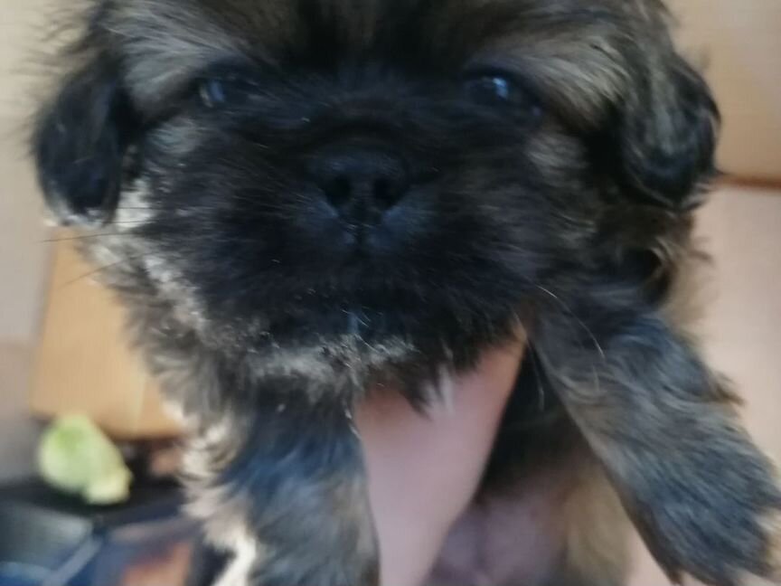 Собака маленькая порода