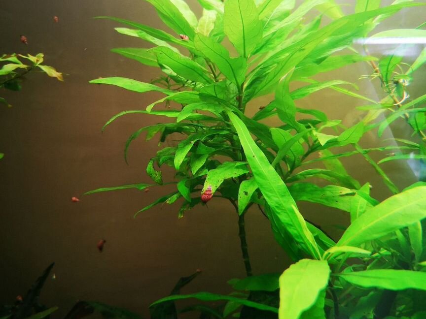 Расьения для аквариума и мелании