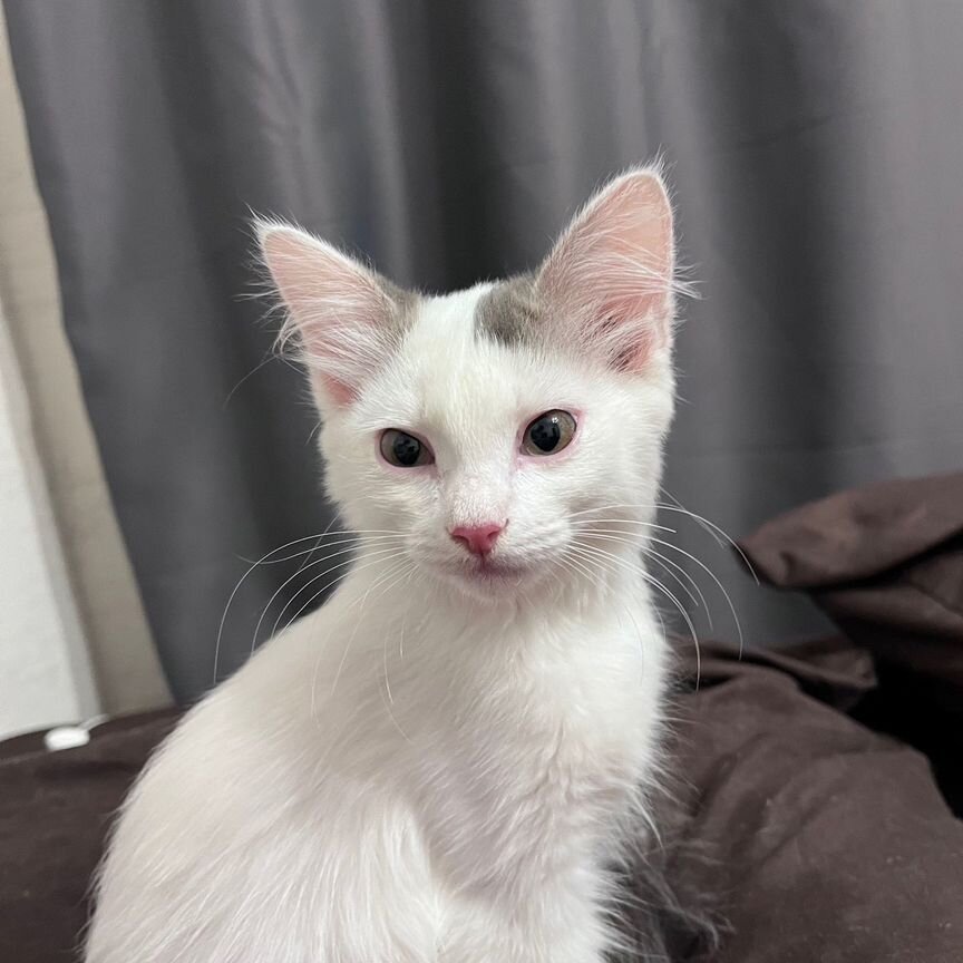 Котёнок (Девочка)