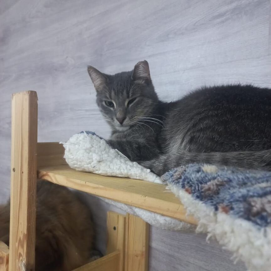 Кот в добрые руки
