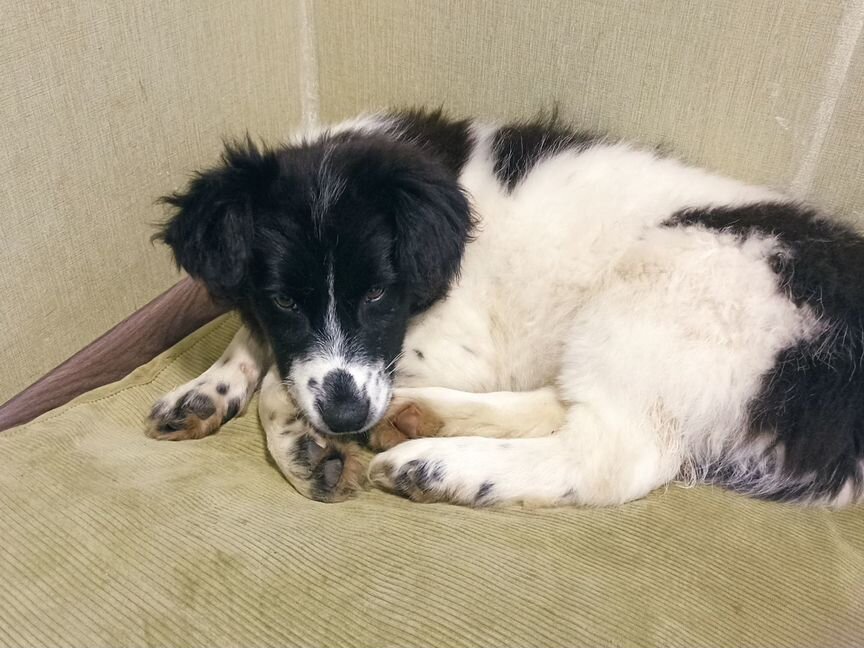 Отдаю собаку в добрые руки