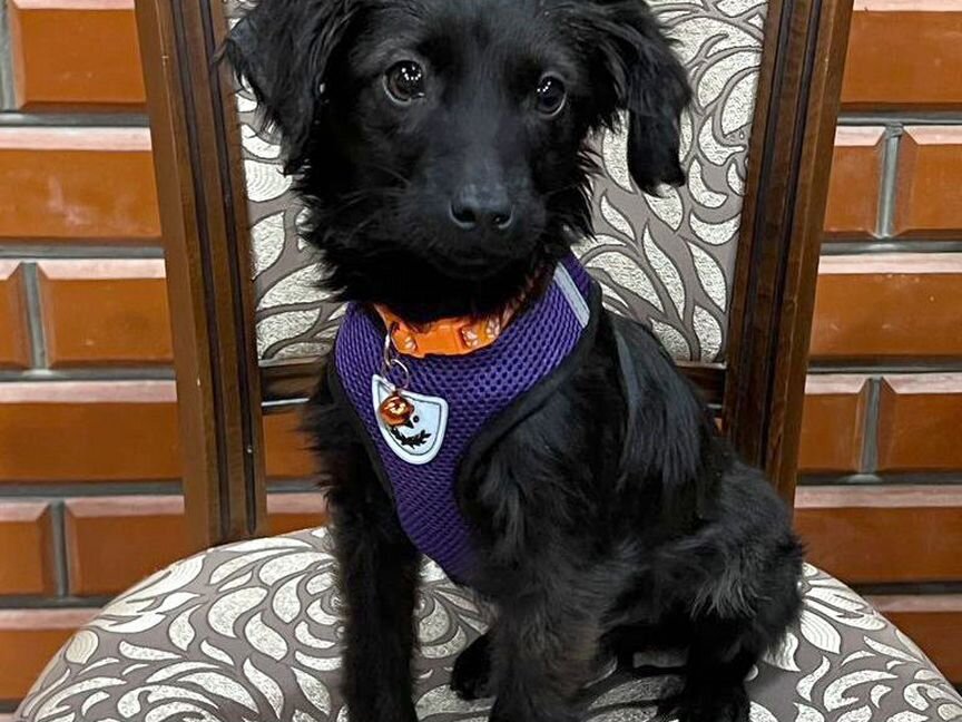 Крошка Бинки в добрые руки