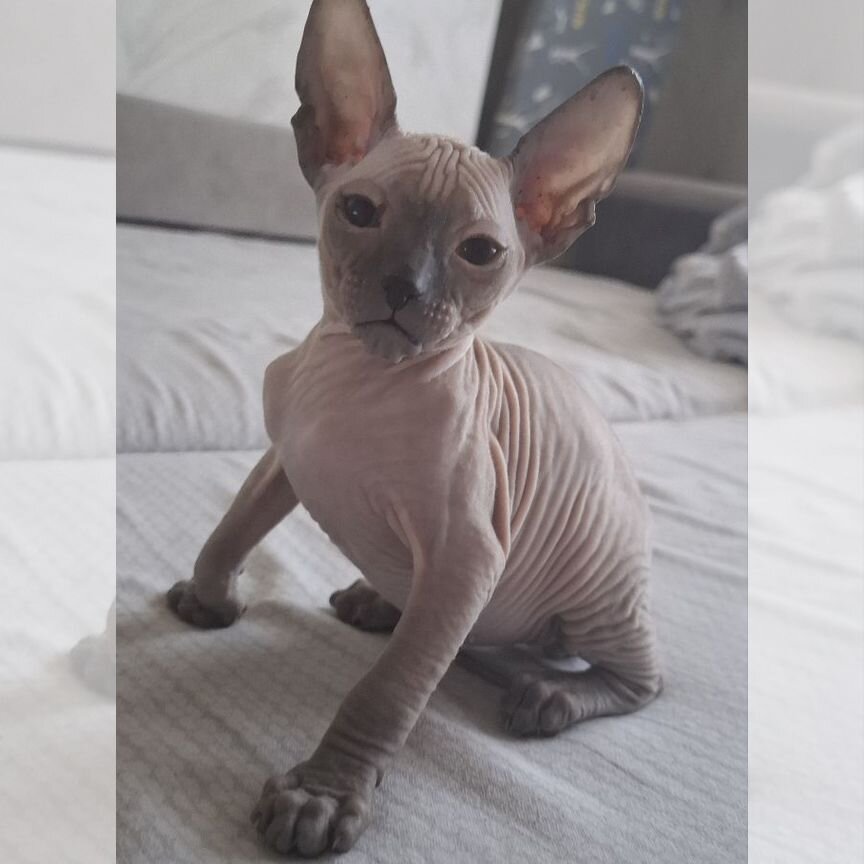 Донской сфинкс котёнок