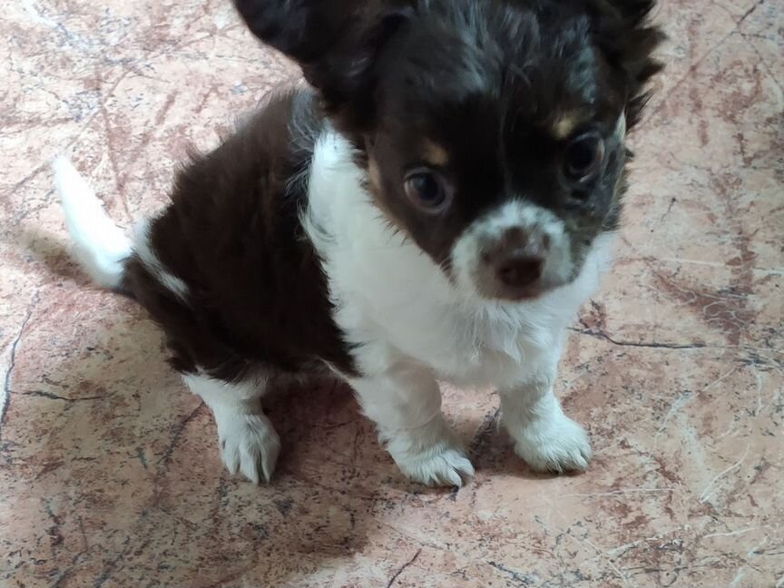 Щенки чихуахуа