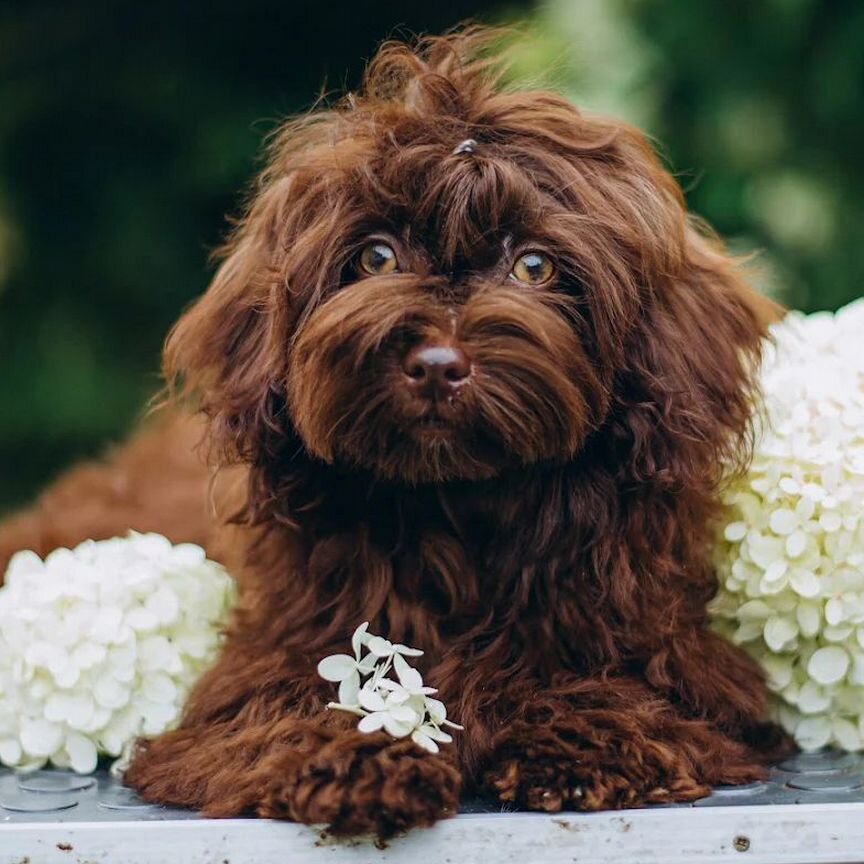 Мальтипу, щенок