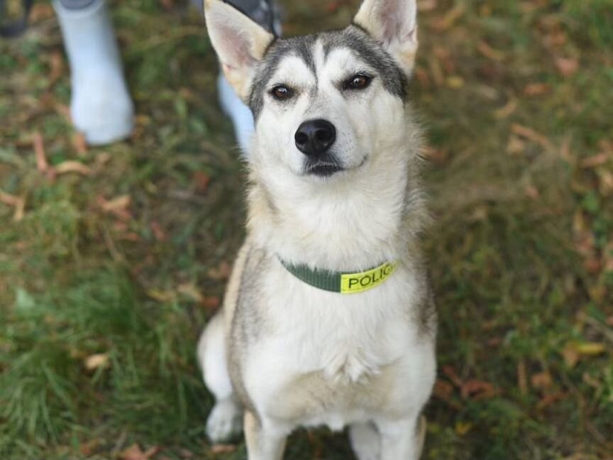 Собака в добрые руки