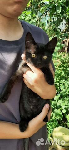 Котенок в добрые руки