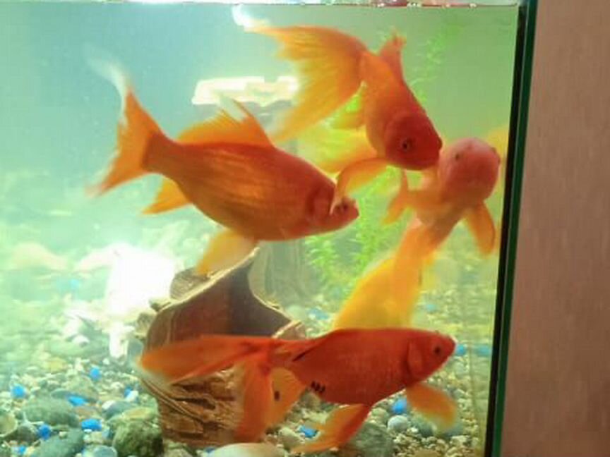 Красивый аквариум с обитателями