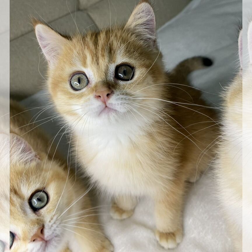 Британский короткошёрстный котёнок