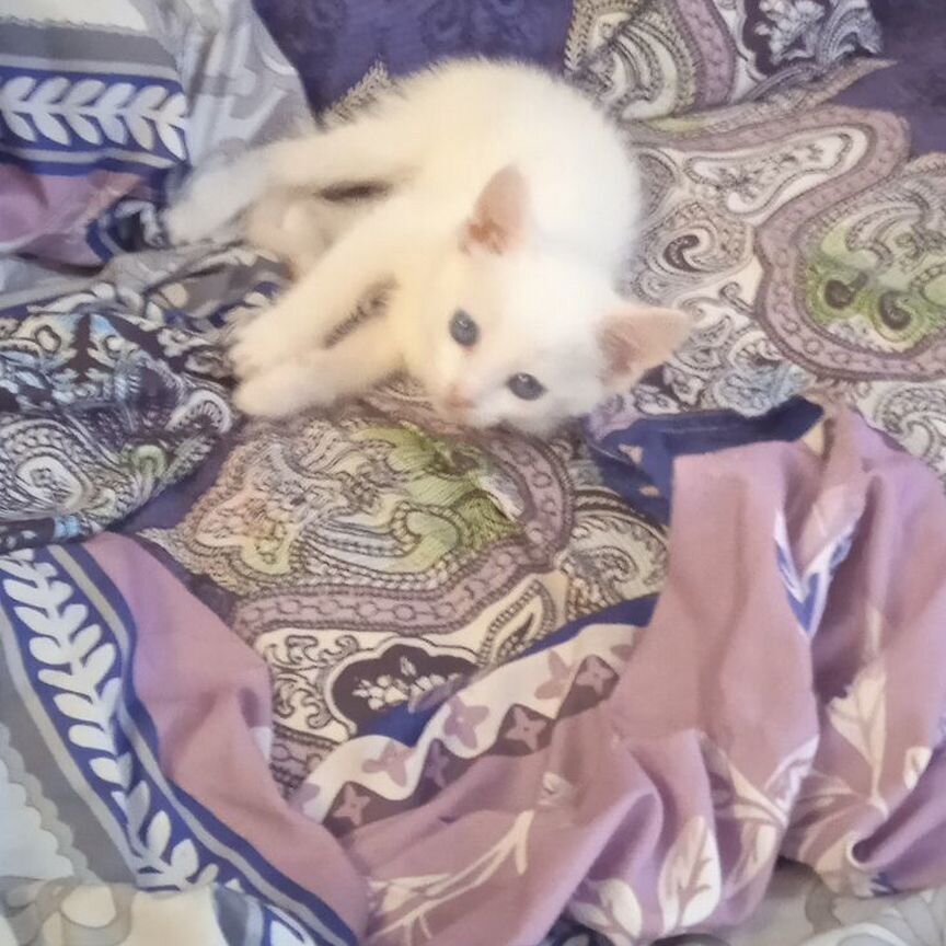 Одам даром кота щенка