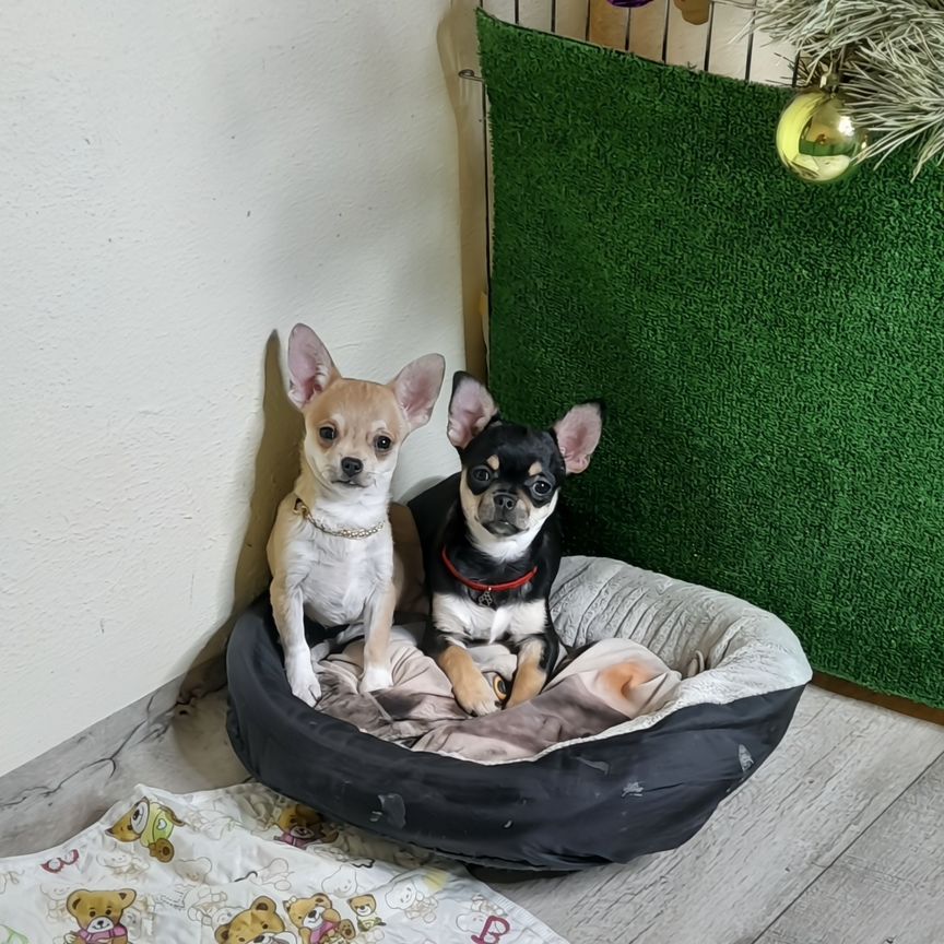 Чихуахуа, щенок