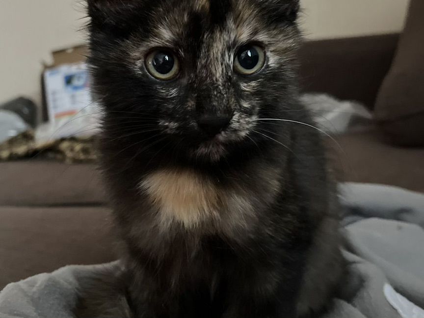 Кошка