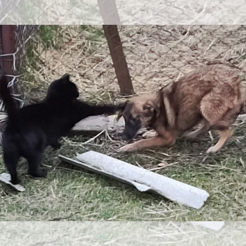 Кобель вырастет небольшим