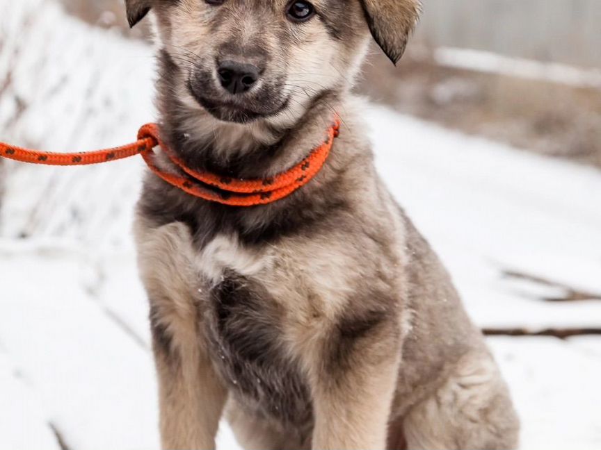 Щенок Милашка