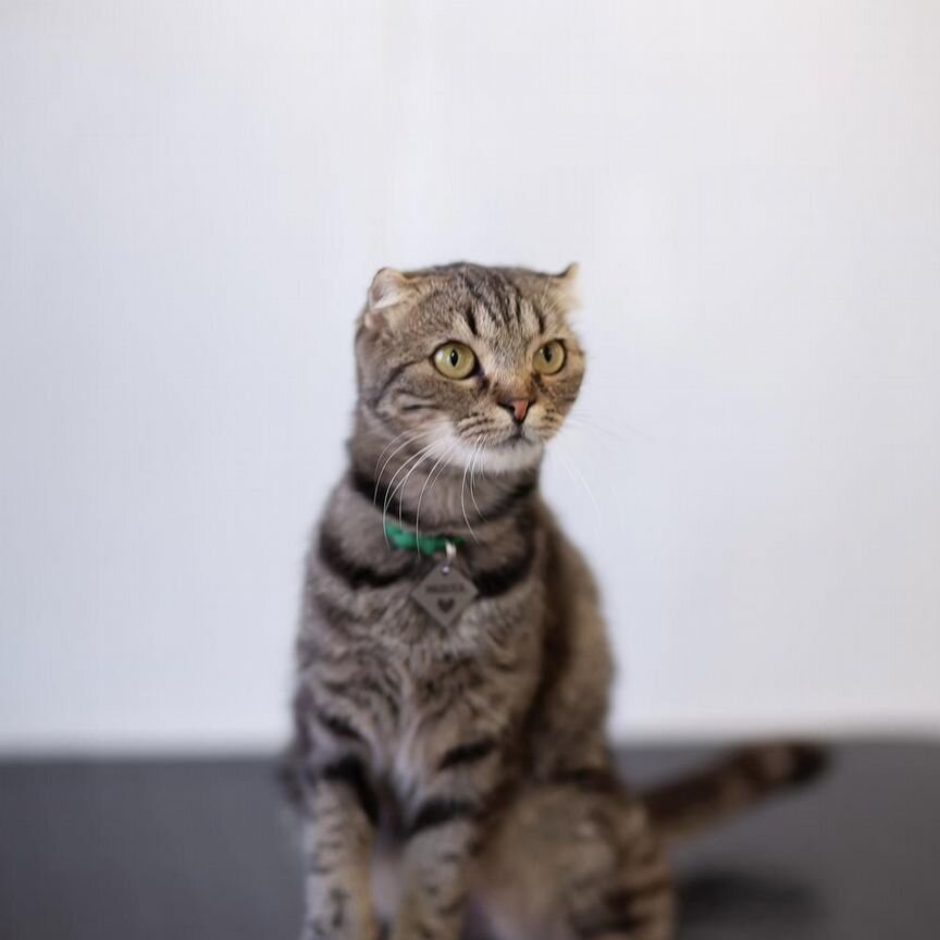 Грациозная Виола ищет дом