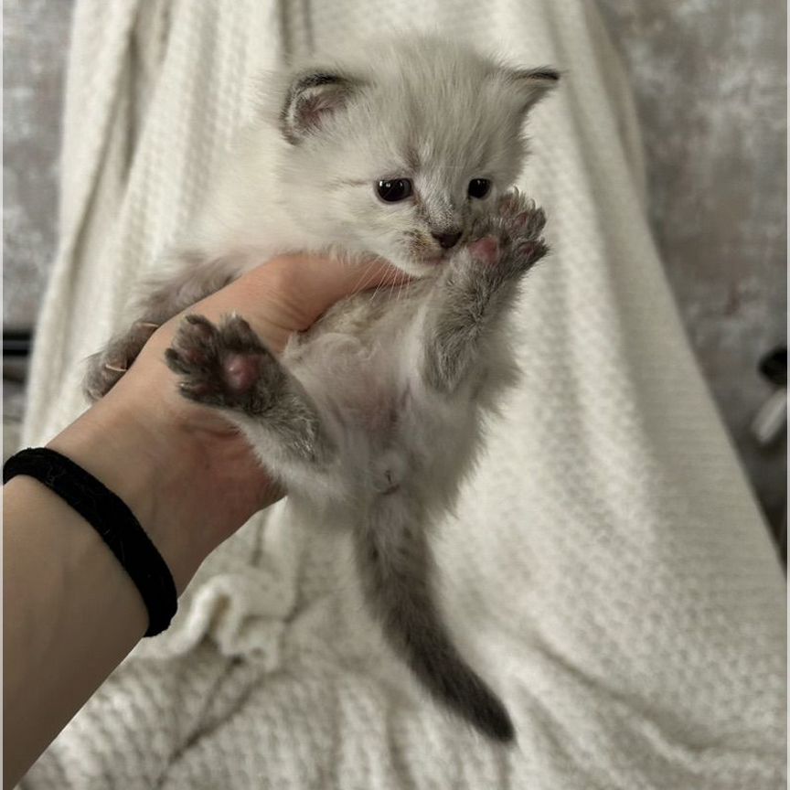 Невский маскарадный котёнок