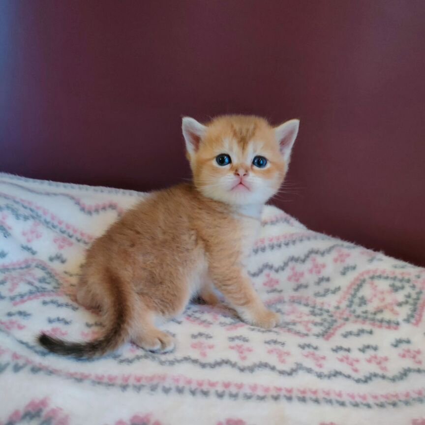 Шотландский мальчик