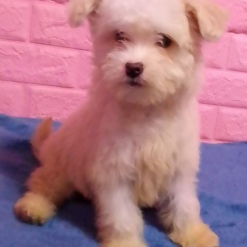 Мальтипушка как игрушка