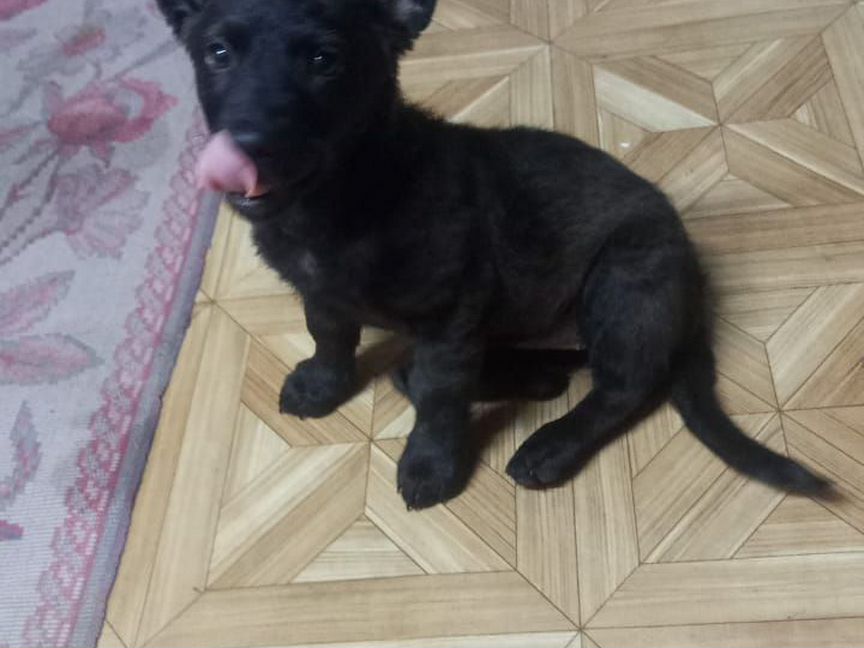 Карликовый пинчер