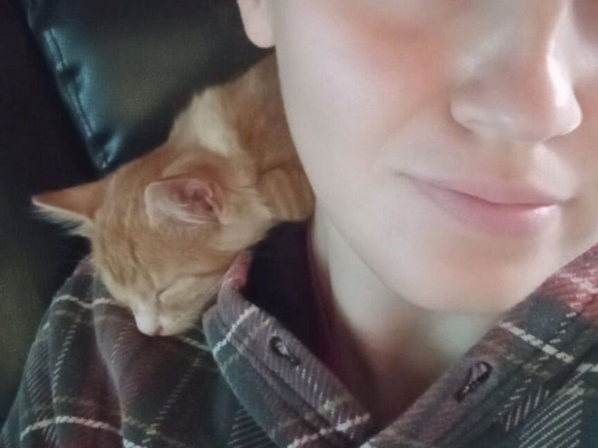 Рыжий котёнок мальчик 3 месяца