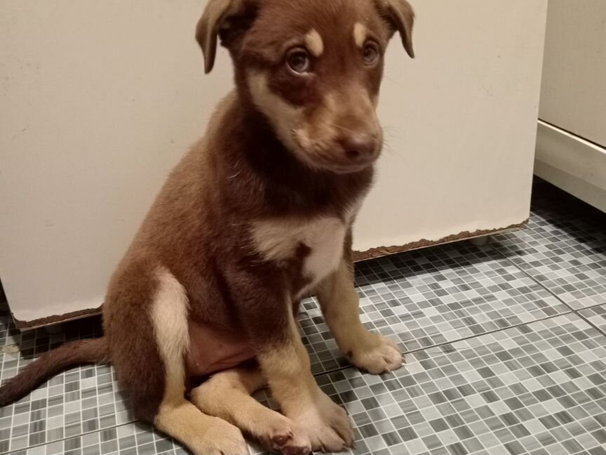 Малышка шоколадка 2.5 мес