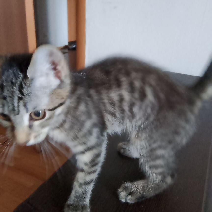 Отдам в добрые руки маленькую кошечку