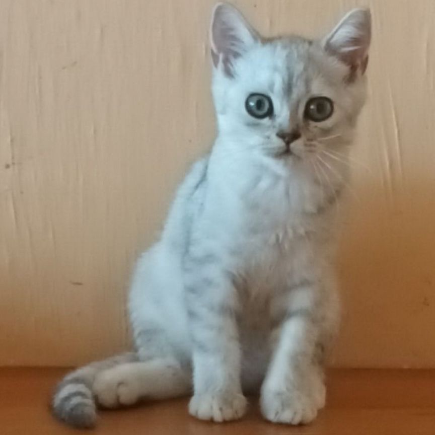 Британские котята серебристая шиншилла