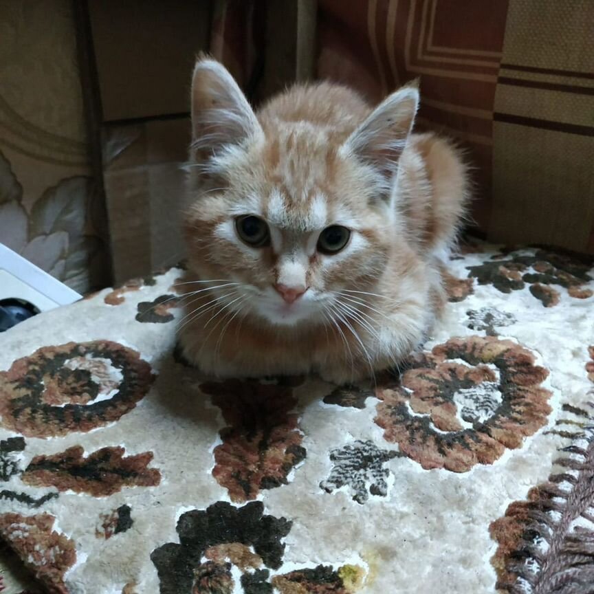Котянок в добрые руки