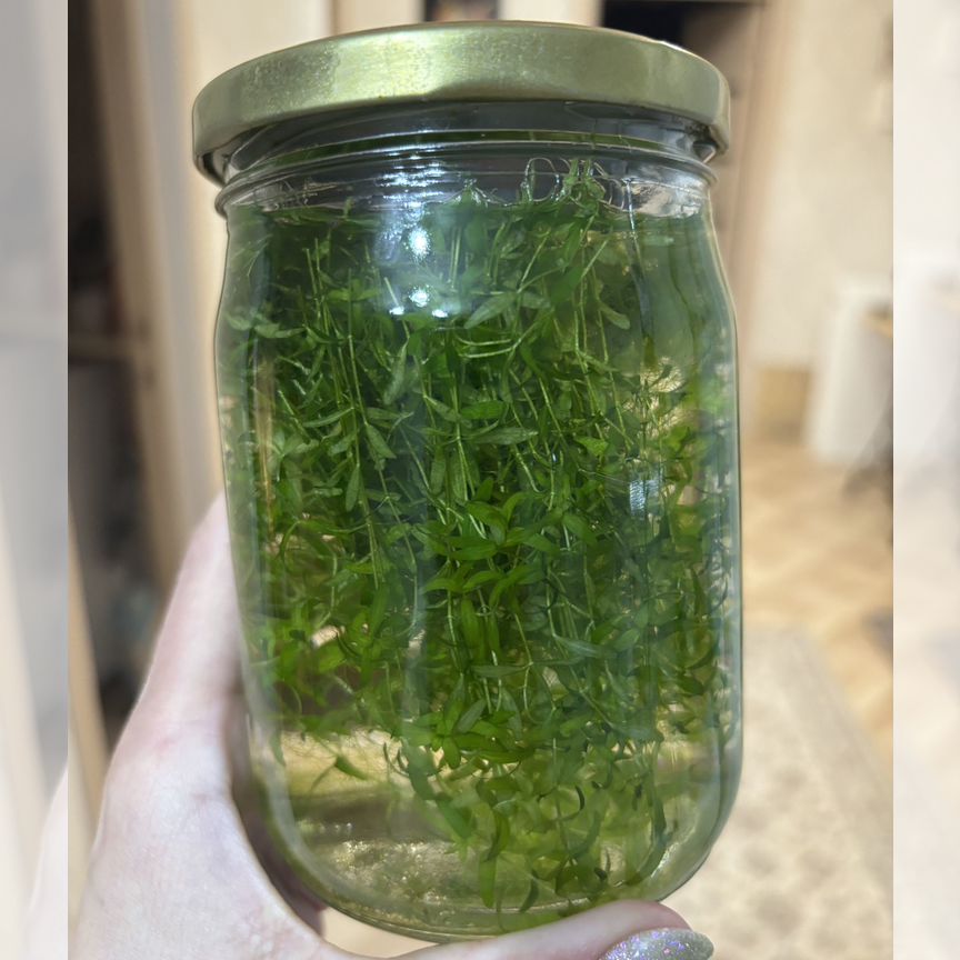 Аквариумные растения