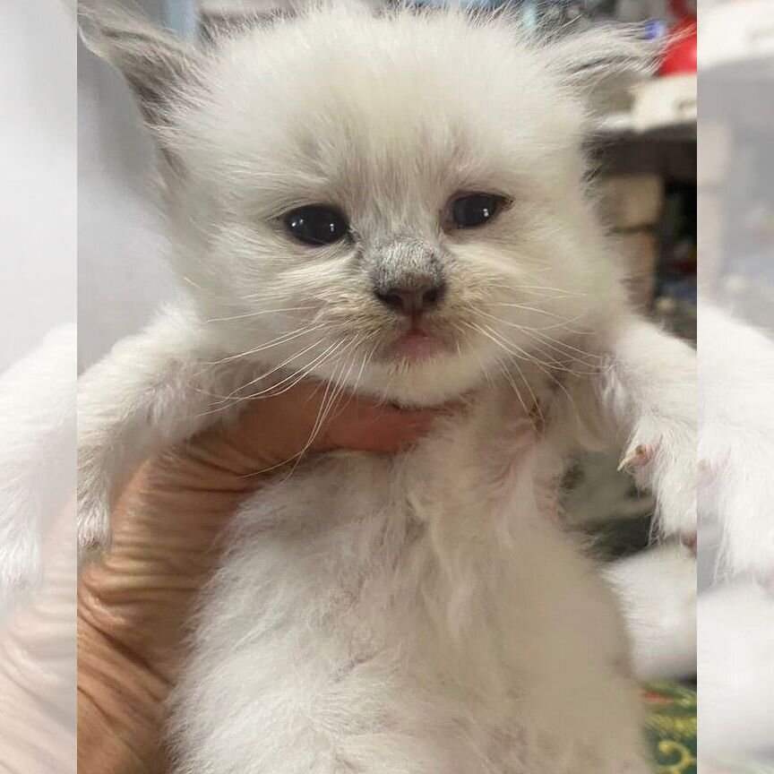 Рэгдолл котёнок
