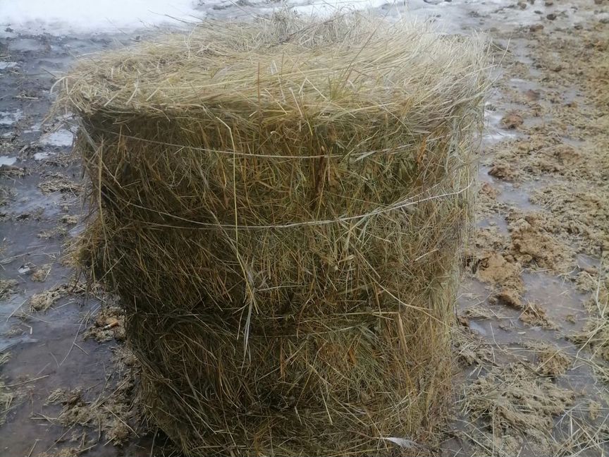 Продам сено в рулонах