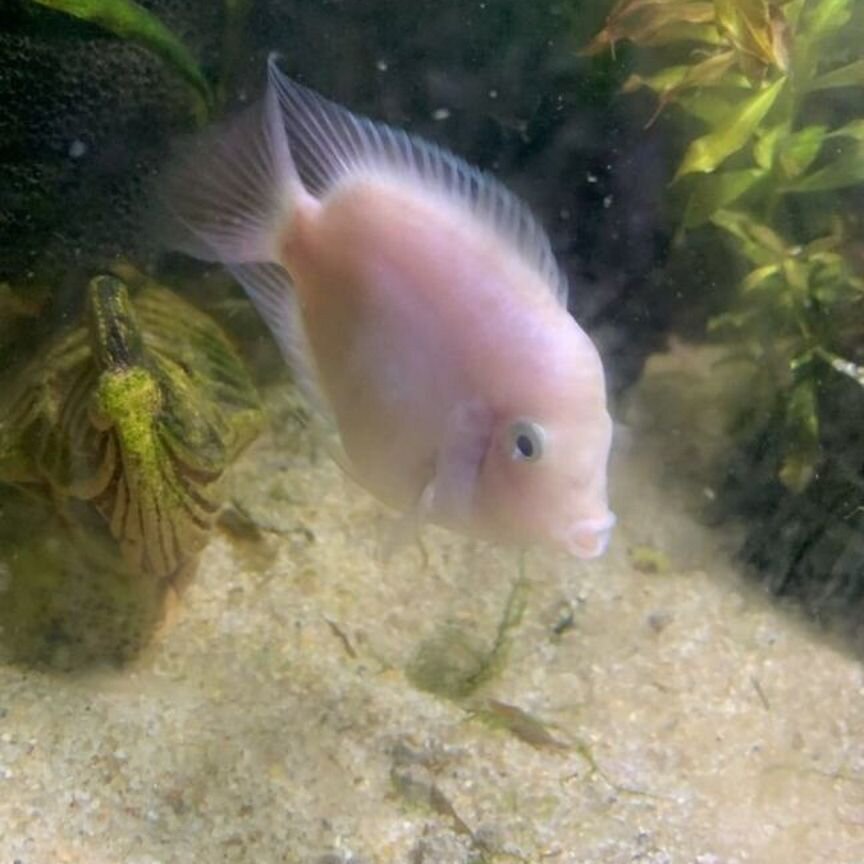 Аквариумные рыбки