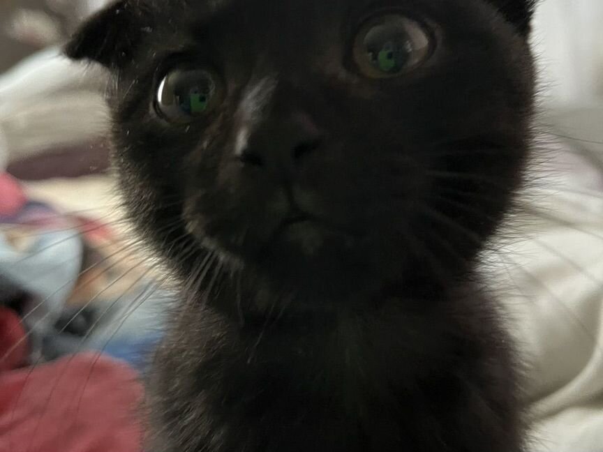 Шотландские коричневые котята