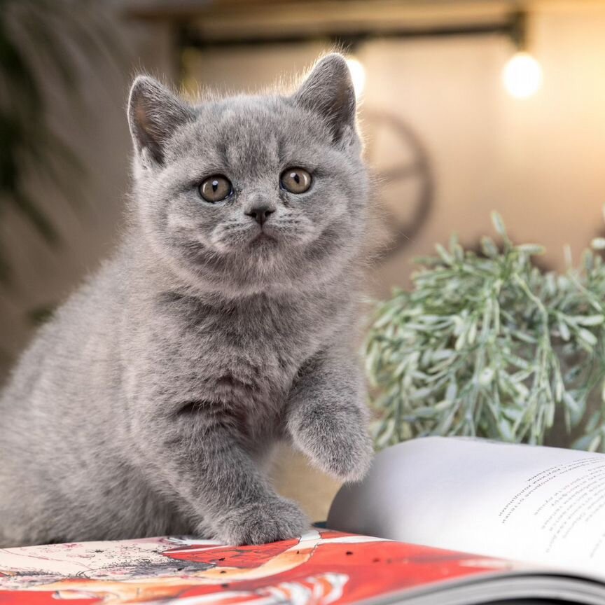 Британская голубая кошка