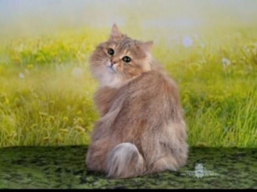 Самый маленький кот в мире