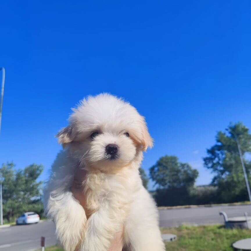 Щенки мальтипу