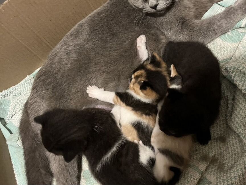 Кошка кот и котята отдам в добрые руки