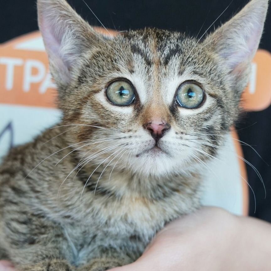 Котята в добрые руки бесплатно девочка