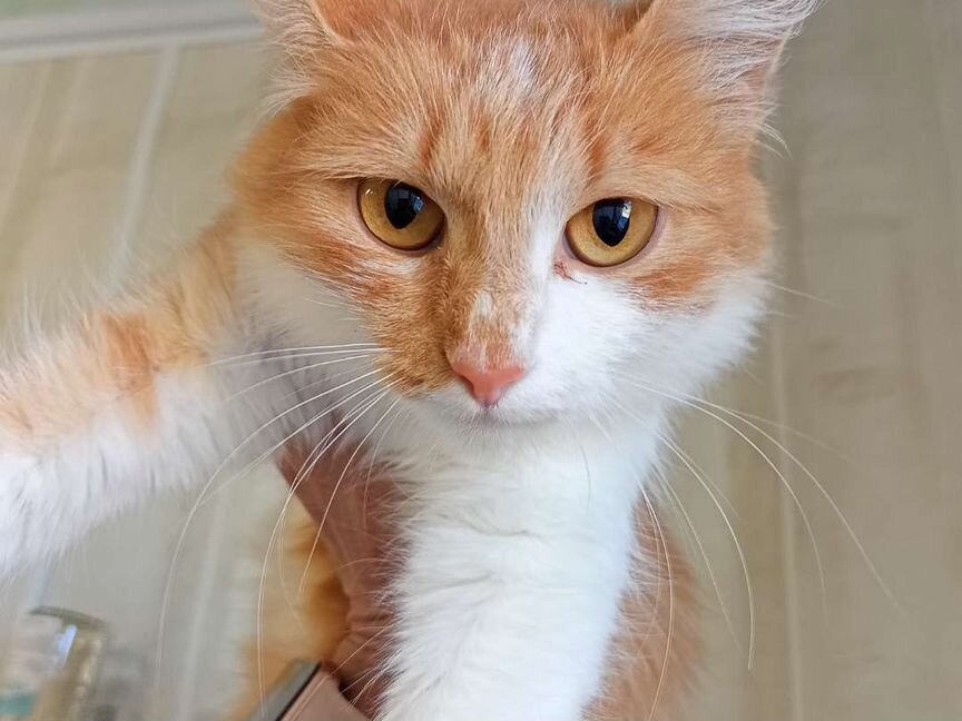 Красивая кошечка ищет дом