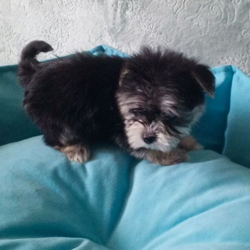 Йоркширский терьер, щенок