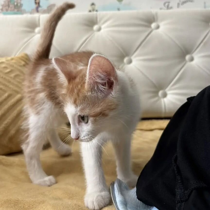 Котёнок в добрые руки