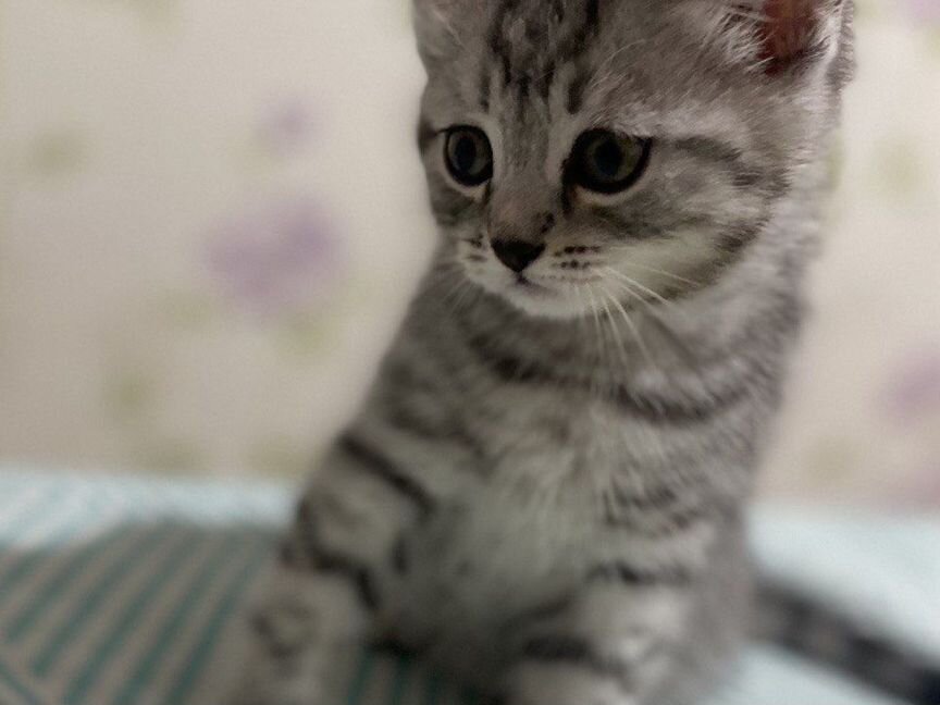 Британский котёнок